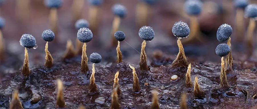 Vive Le Blob: The amazing abilities of slime moulds - BBC Science Focus ...