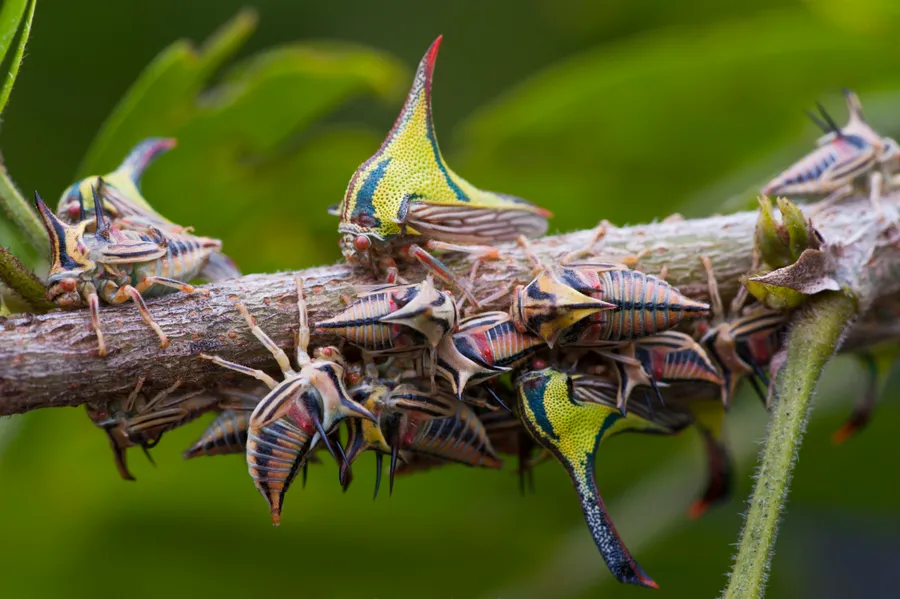 12 weirdest insects in the world - including a moth that resembles a ...