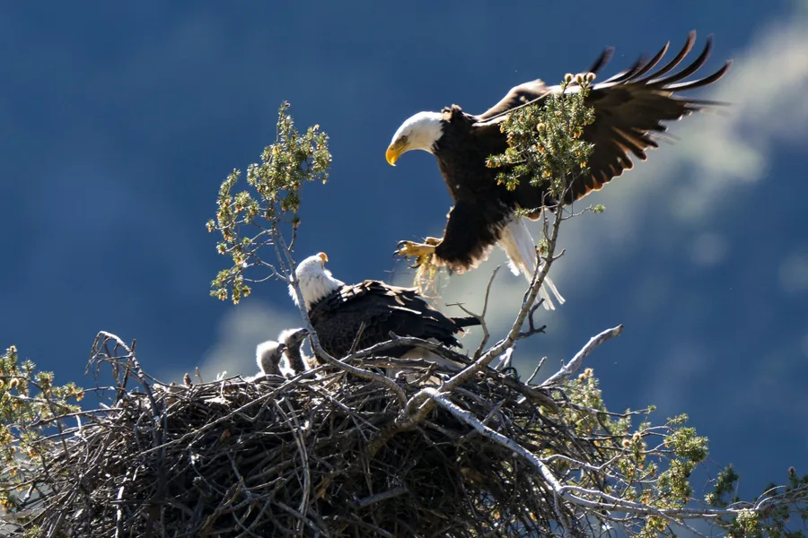 It weighed more than 2 tonnes and holds the record for the largest bird ...