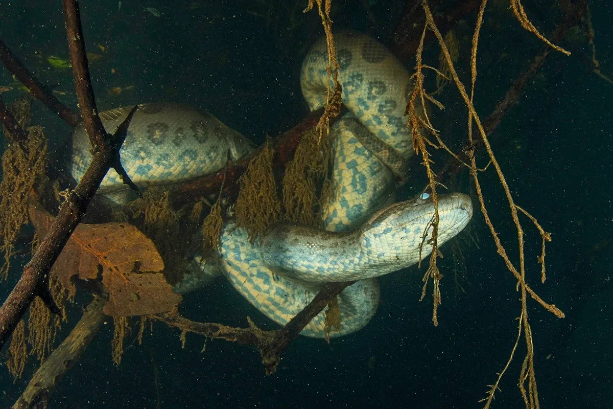 Bones of giant anacondas found in Venezuela. Here's what scientists ...