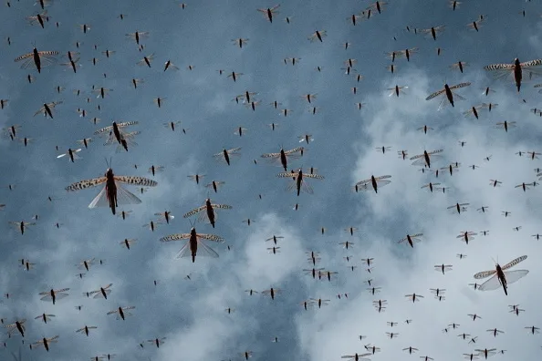 It’s up to 40 miles wide, contains billions of creatures and can take ...