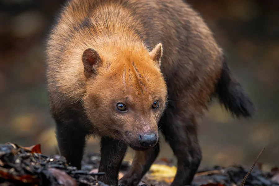 It Looks Like A Squat Cuddly Little Bear Chirps Like A Bird And Has 3182